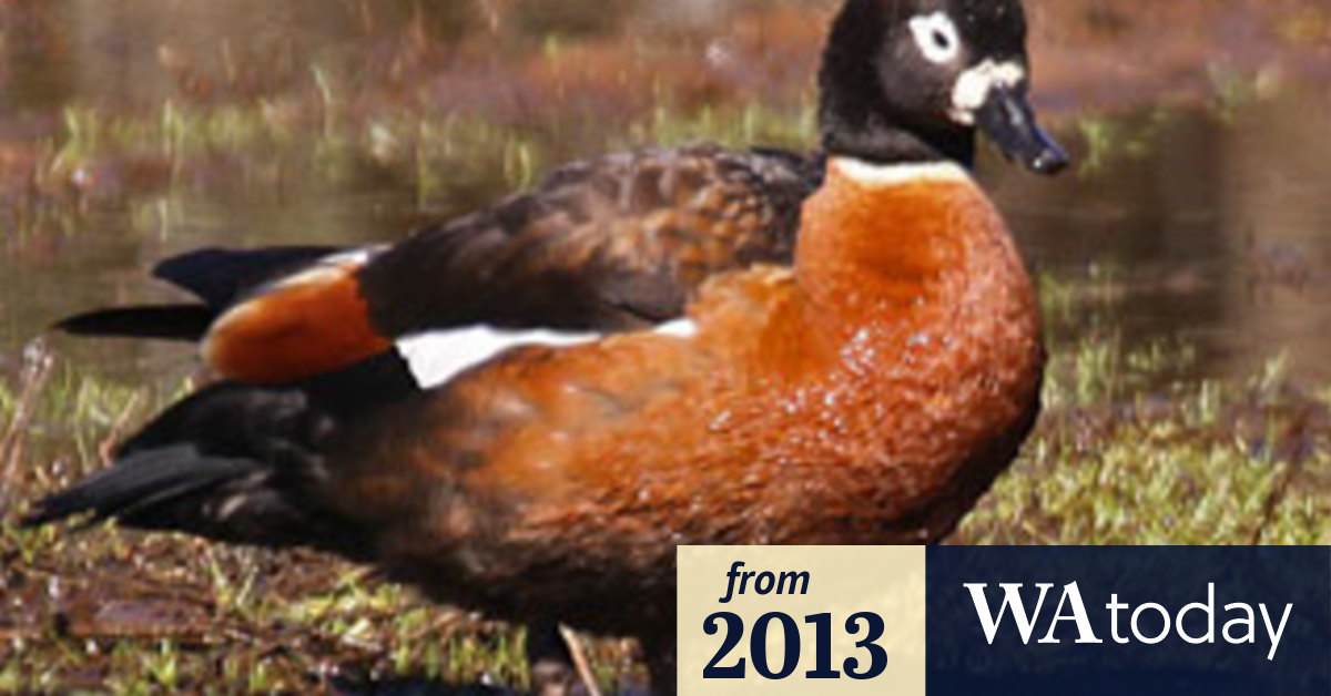 Mountain ducks pair for life